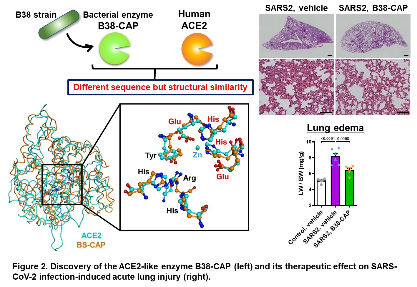 Kuba lab｜Department of Pharmacology, Kyushu University Graduate School ...